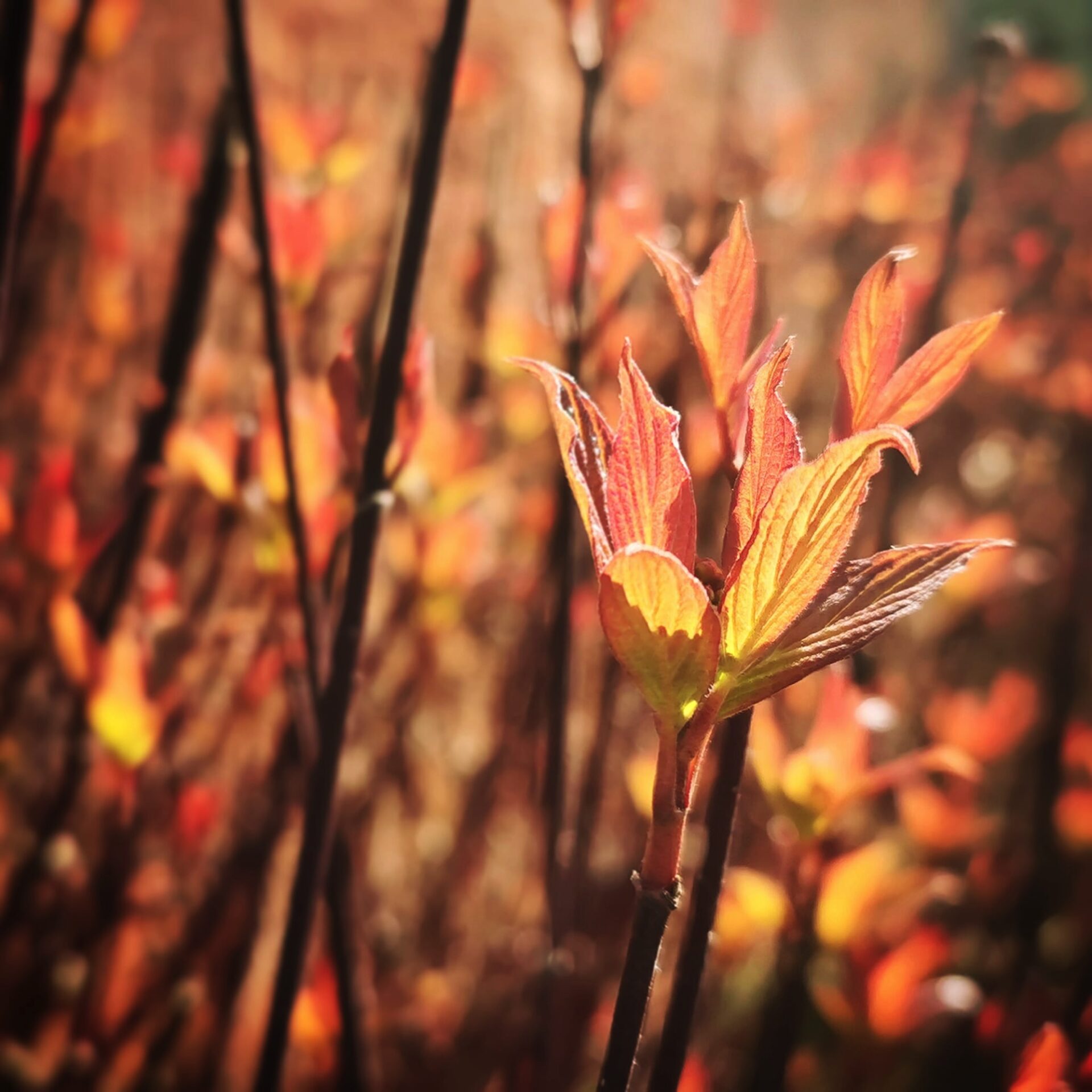 Cromarty Open Gardens - Cromarty Camping